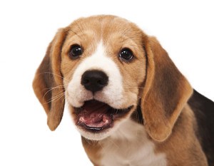 How to Brush a Beagle’s Teeth | Dog Grooming Tutorial