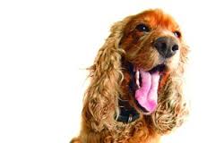 How to Keep a Cocker Spaniel’s Teeth Healthy | Dog Grooming Tutorial