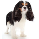 Grooming Your Cavalier For a Show | Dog Grooming Tutorial