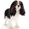 Grooming Your Cavalier For a Show | Dog Grooming Tutorial