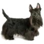 Grooming Scottish Terriers | Dog Grooming Tutorial