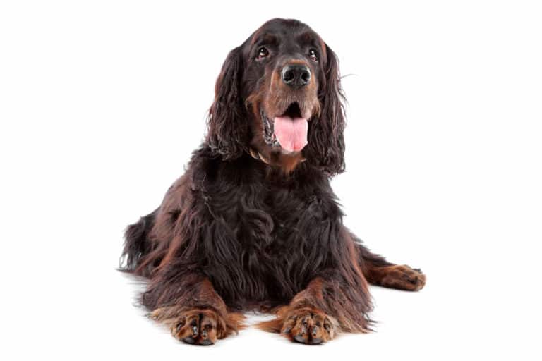 How to Trim the Coat of a Gordon Setter | Dog Grooming Tutorial