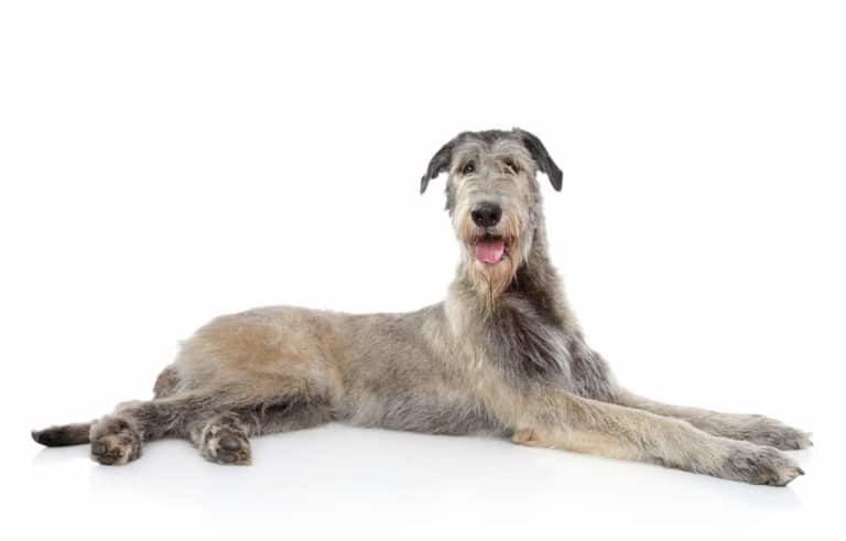Coat Care for an Irish Wolfhound | Dog Grooming Tutorial