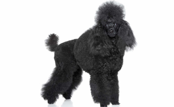 Poodle Archives - Dog Grooming Tutorial