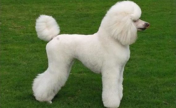Poodle Archives - Dog Grooming Tutorial