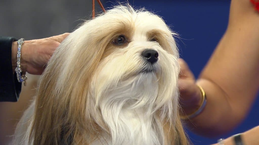 How to Grow and Maintain a Show Coat for Dogs | Dog Grooming Tutorial