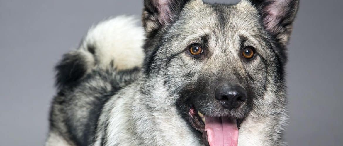 Coat Care for Thick Dense Coated Dogs - Dog Grooming Tutorial