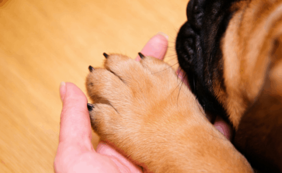 Feet Styles Archives - Dog Grooming Tutorial