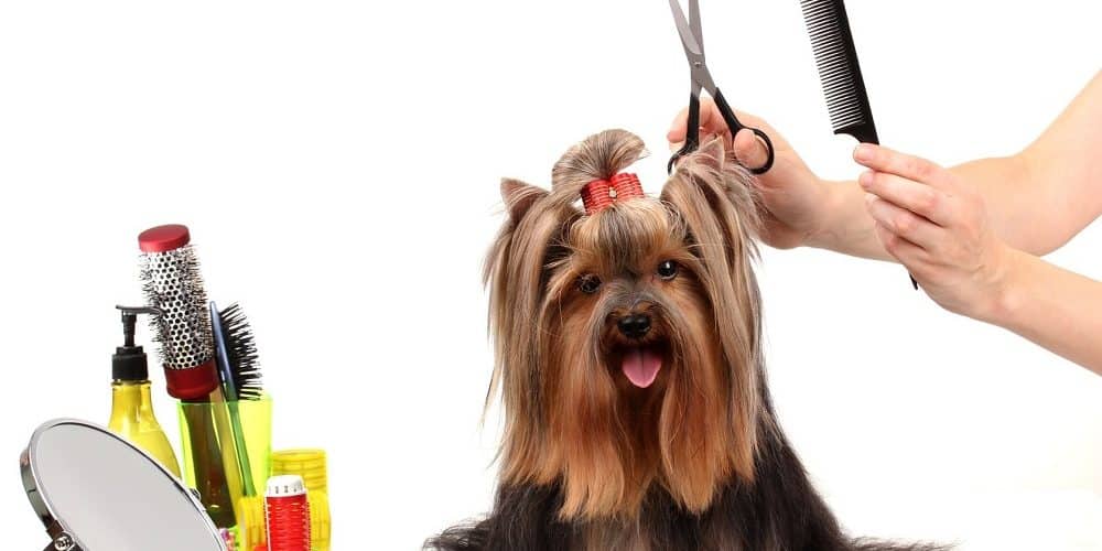 How to Groom Silky Coated Dogs - Dog Grooming Tutorial
