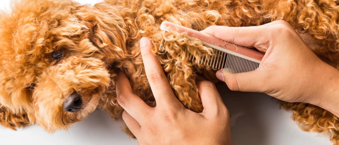 How to Groom a Cavapoo at Home - Dog Grooming Tutorial