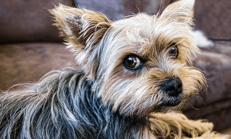 Demat or Shave Your Dog's Coat? | Dog Grooming Tutorial