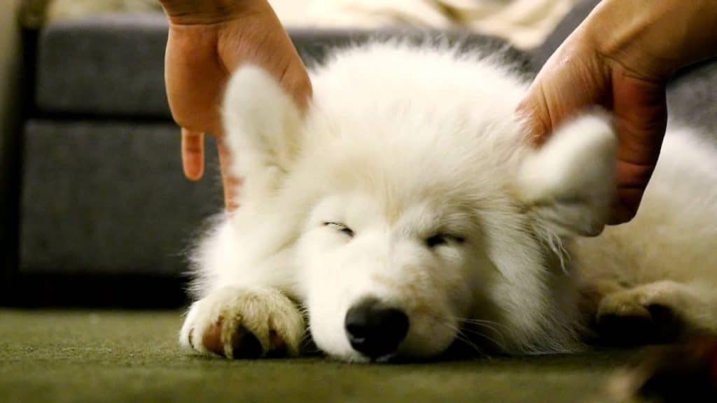 Ear and Eye Care for a Samoyed - Dog Grooming Tutorial
