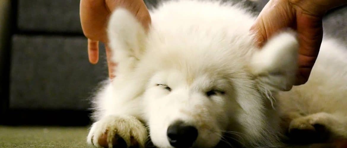 Ear and Eye Care for a Samoyed - Dog Grooming Tutorial