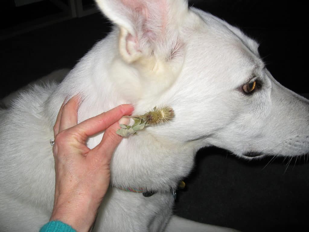 What to Do If Your Dog's Coat Full of Burrs or Gum | Dog Grooming Tutorial