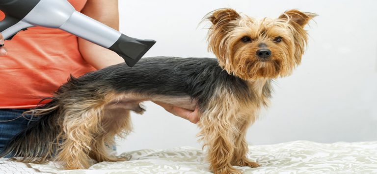 Factors to Consider When Drying a Dog - Dog Grooming Tutorial