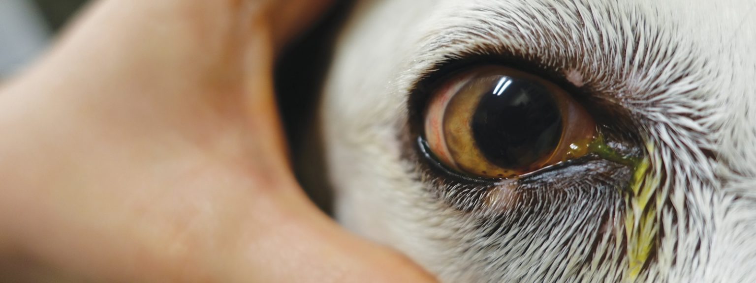 Common Diseases of the Eye in Dogs | Dog Grooming Tutorial