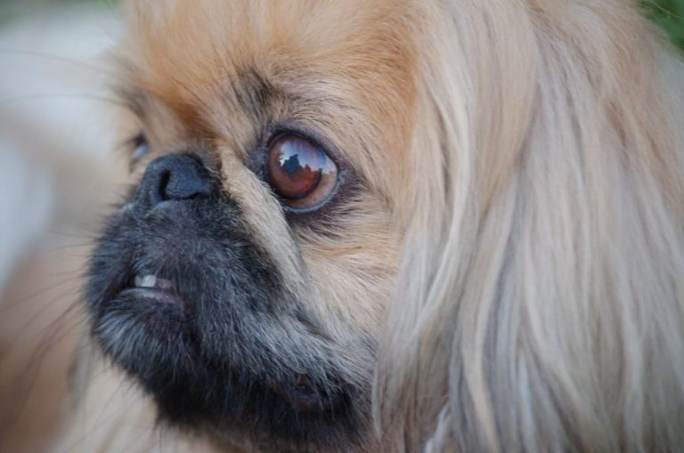 Pekingese Eye Problems, Care and Treatment | Dog Grooming Tutorial