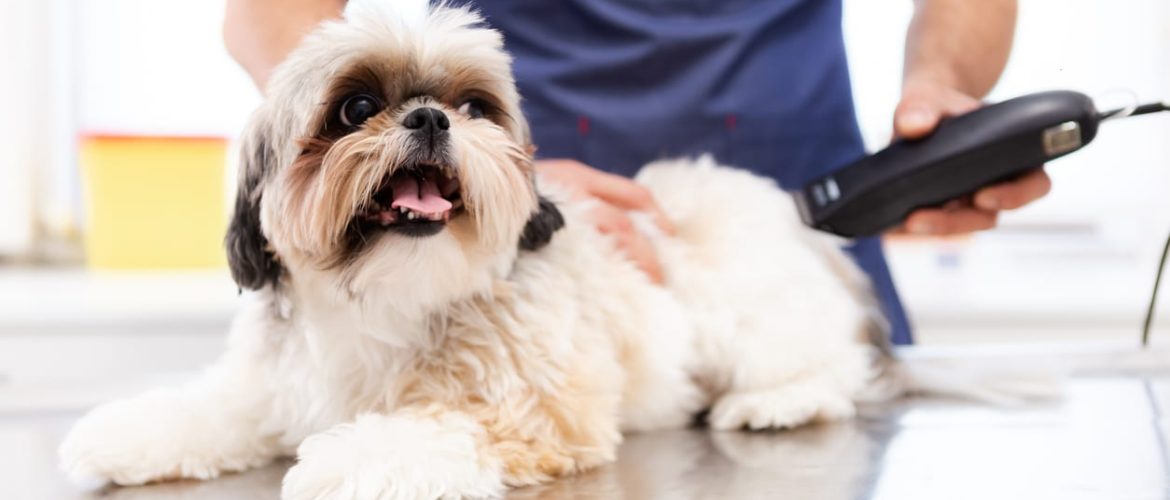 How to Restrain a Dog Properly Before Grooming - Dog Grooming Tutorial