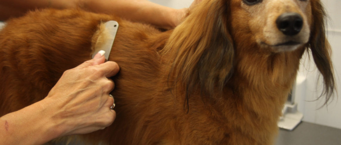 On What Dogs to Use Carding and Why - Dog Grooming Tutorial