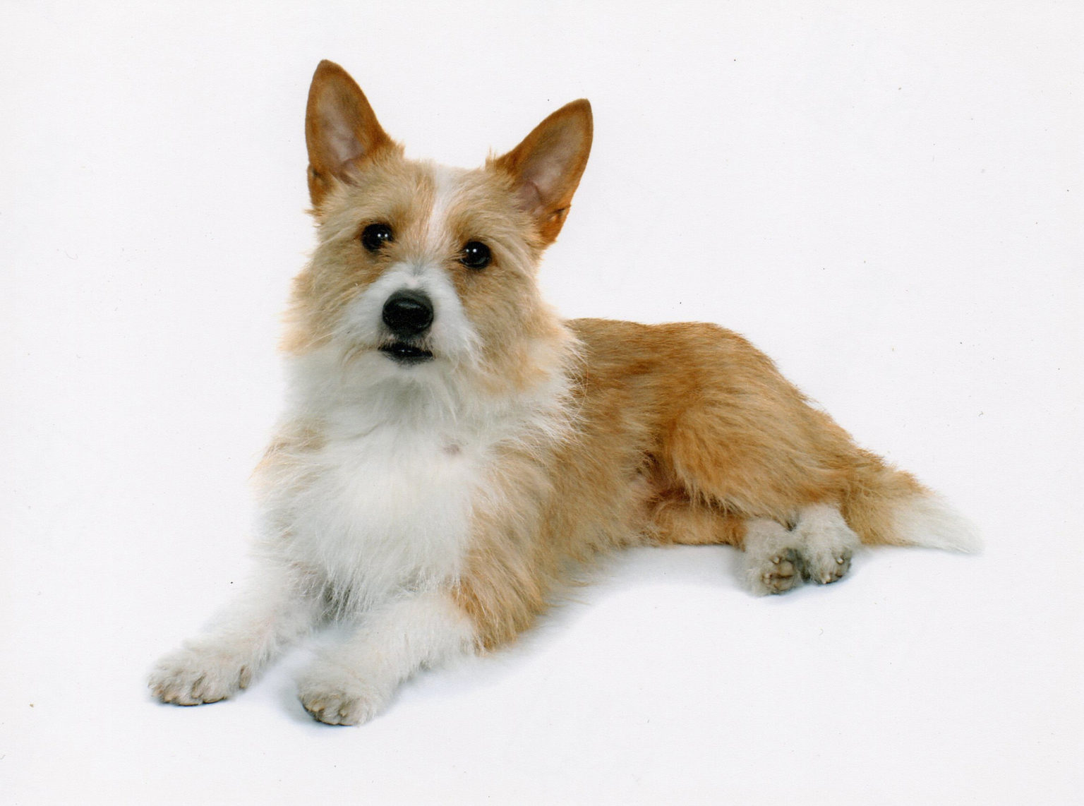 Grooming a Portuguese Podengo at Home | Dog Grooming Tutorial