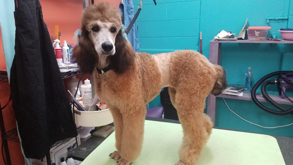 Classic Grooming Styles for Your Poodle - Dog Grooming Tutorial